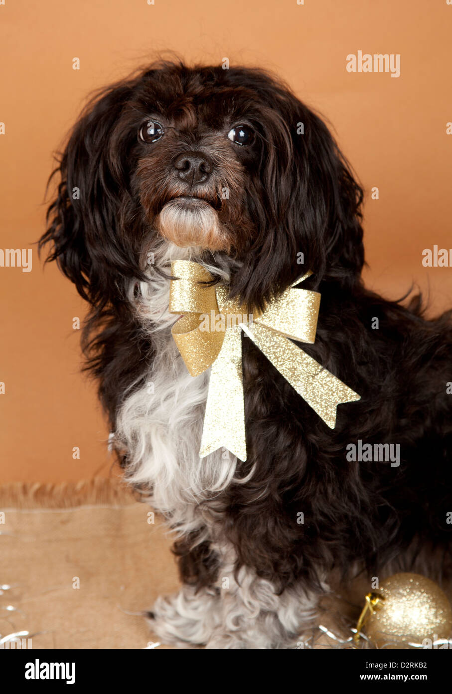 Boomer on colored background Stock Photo - Alamy