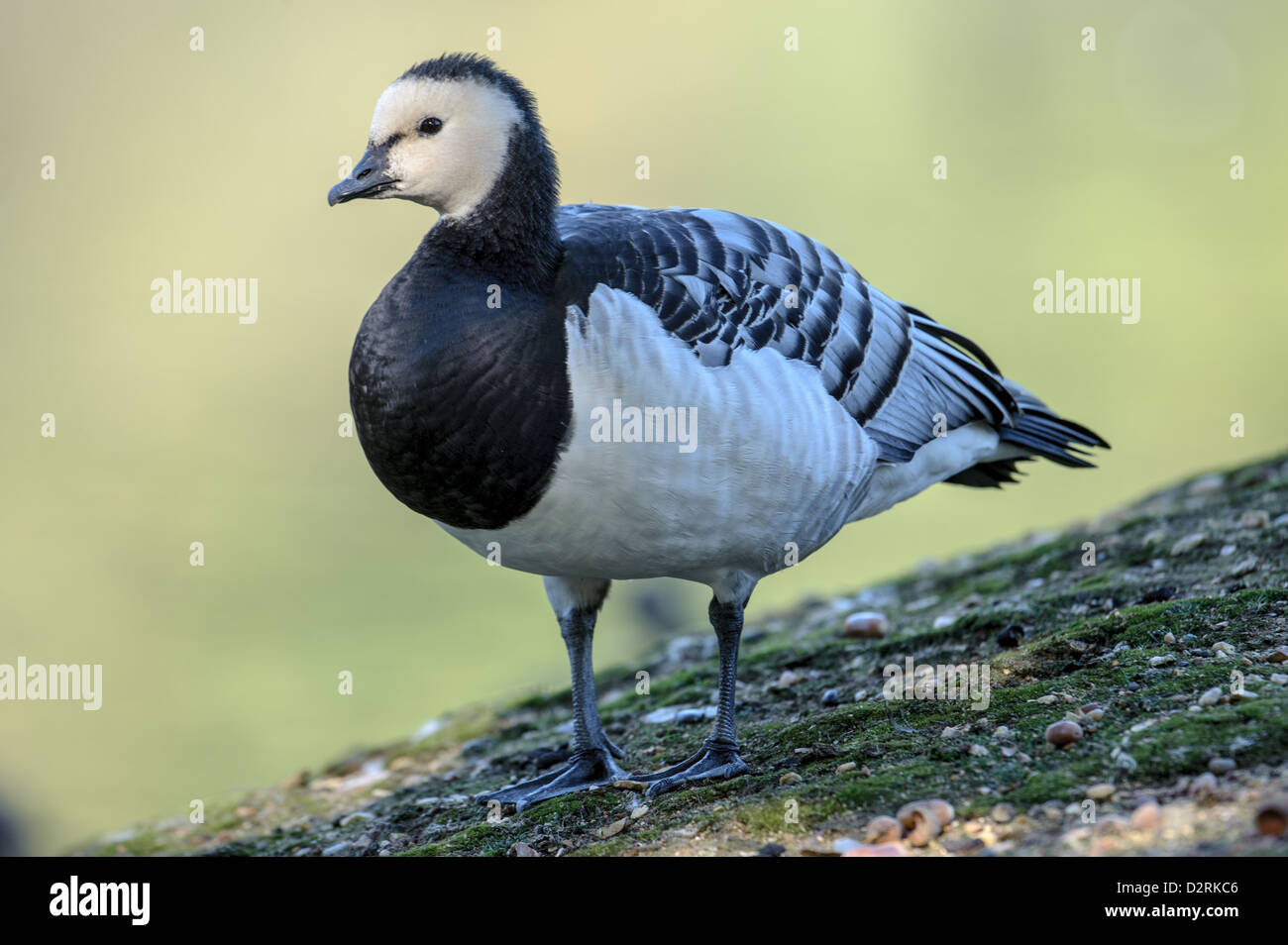 Barnacle Goose (Branta leucopsis), Hollow Ponds, Leytonstone, London ...