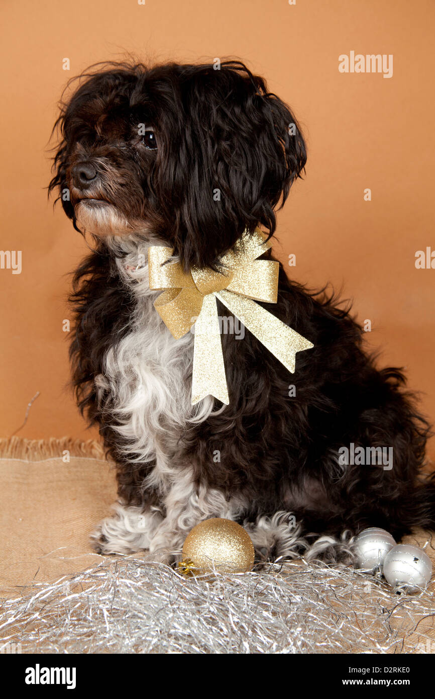 Boomer on colored background Stock Photo - Alamy