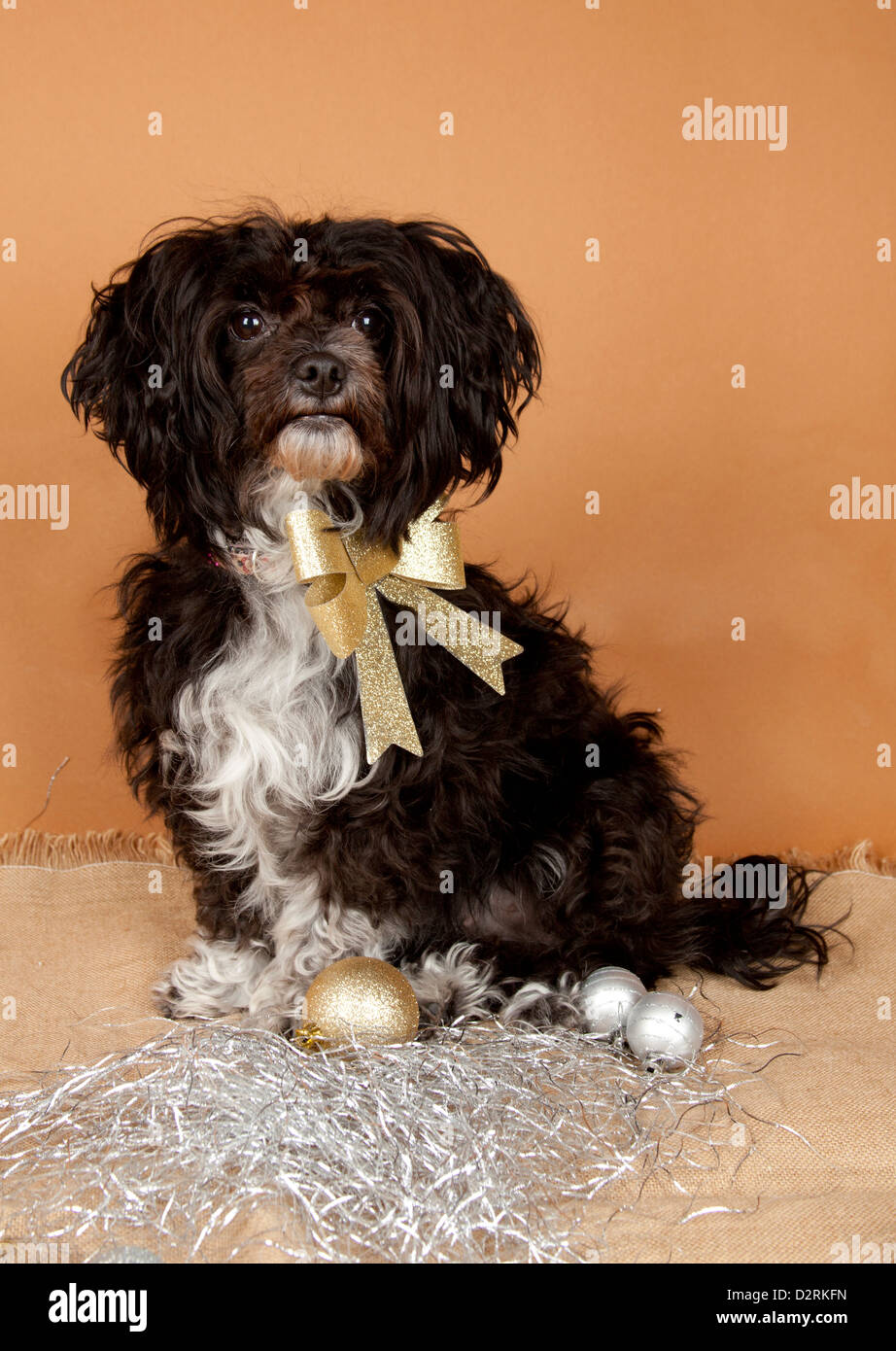 Boomer on colored background Stock Photo - Alamy