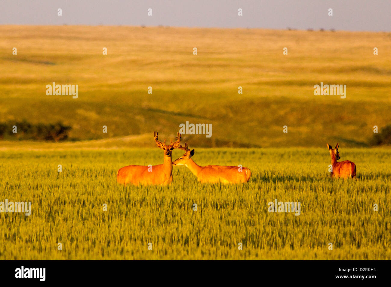 Whitetail deer in wheat field near Glasgow, Montana, USA Stock Photo ...