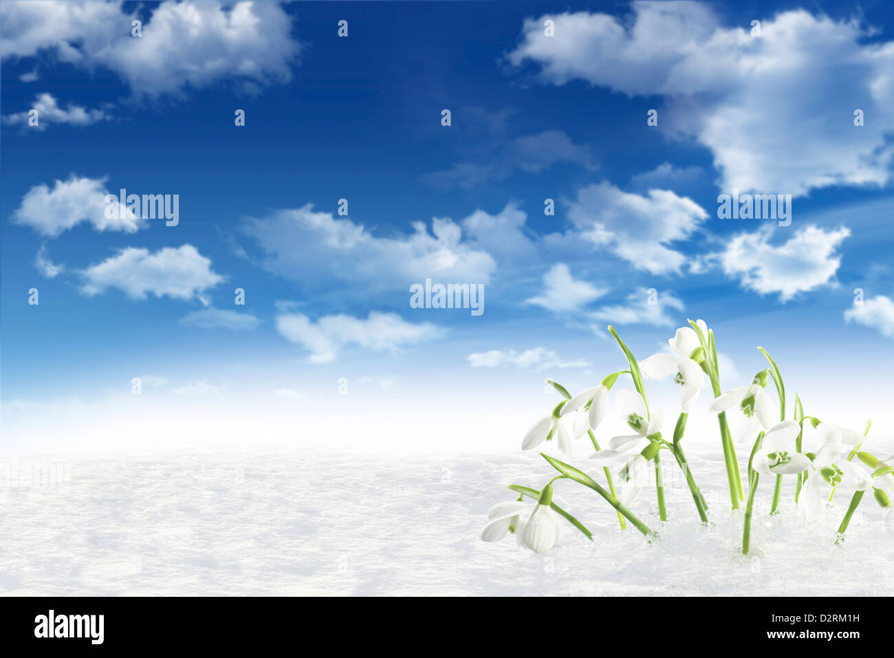 Snowdrops blue sky hi-res stock photography and images - Alamy