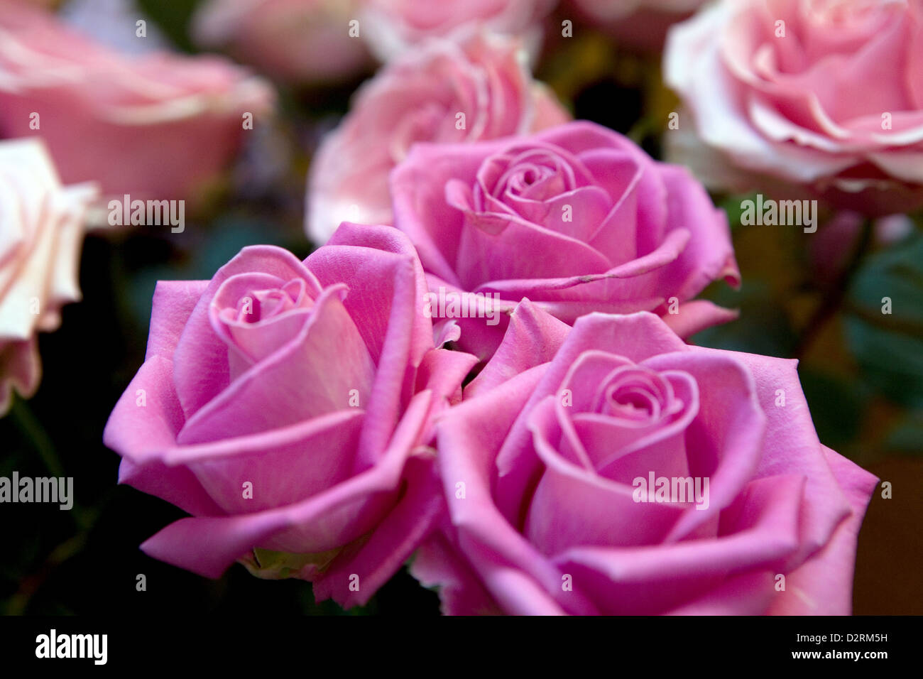 Berlin, Germany, pink roses Stock Photo - Alamy