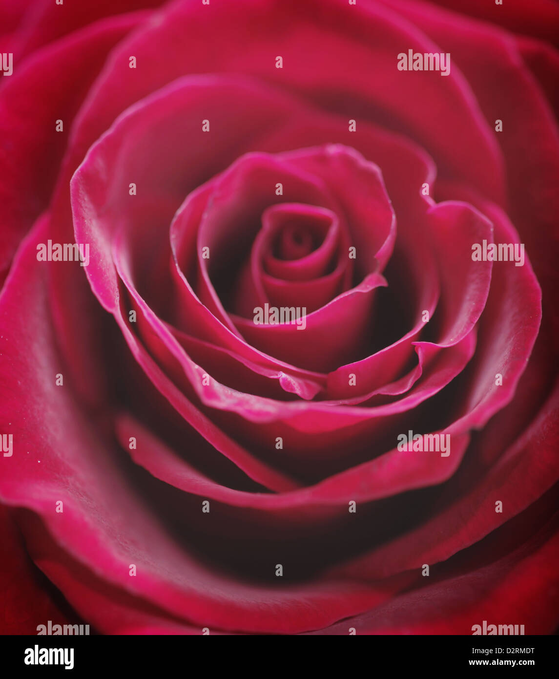 Red rose delicacy hi-res stock photography and images - Alamy