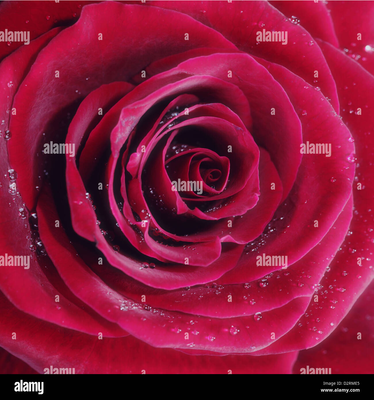 Red rose with water drops, closeup photo Stock Photo - Alamy