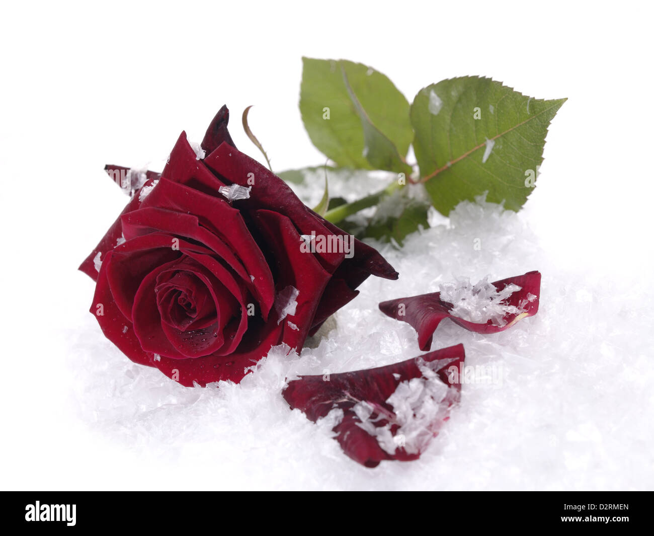 Rose on snow hi-res stock photography and images - Alamy