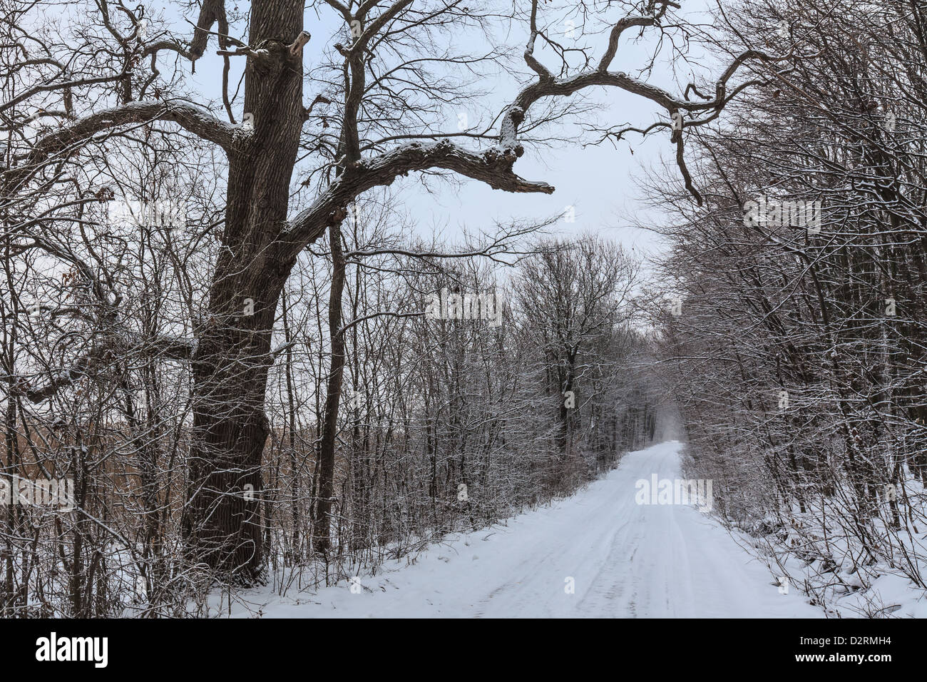 Snow road tree hi-res stock photography and images - Alamy