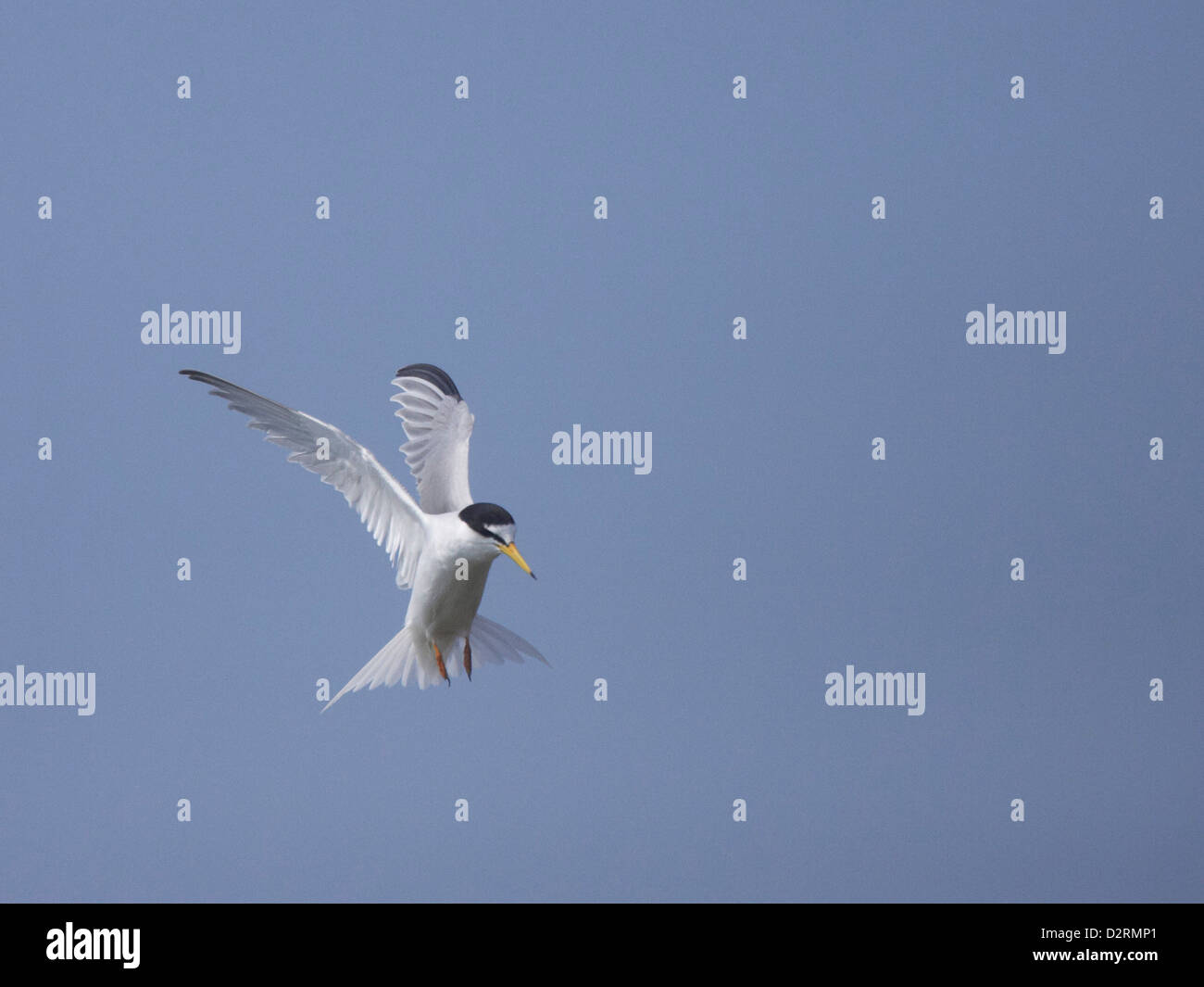 Little Tern in flight Stock Photo - Alamy