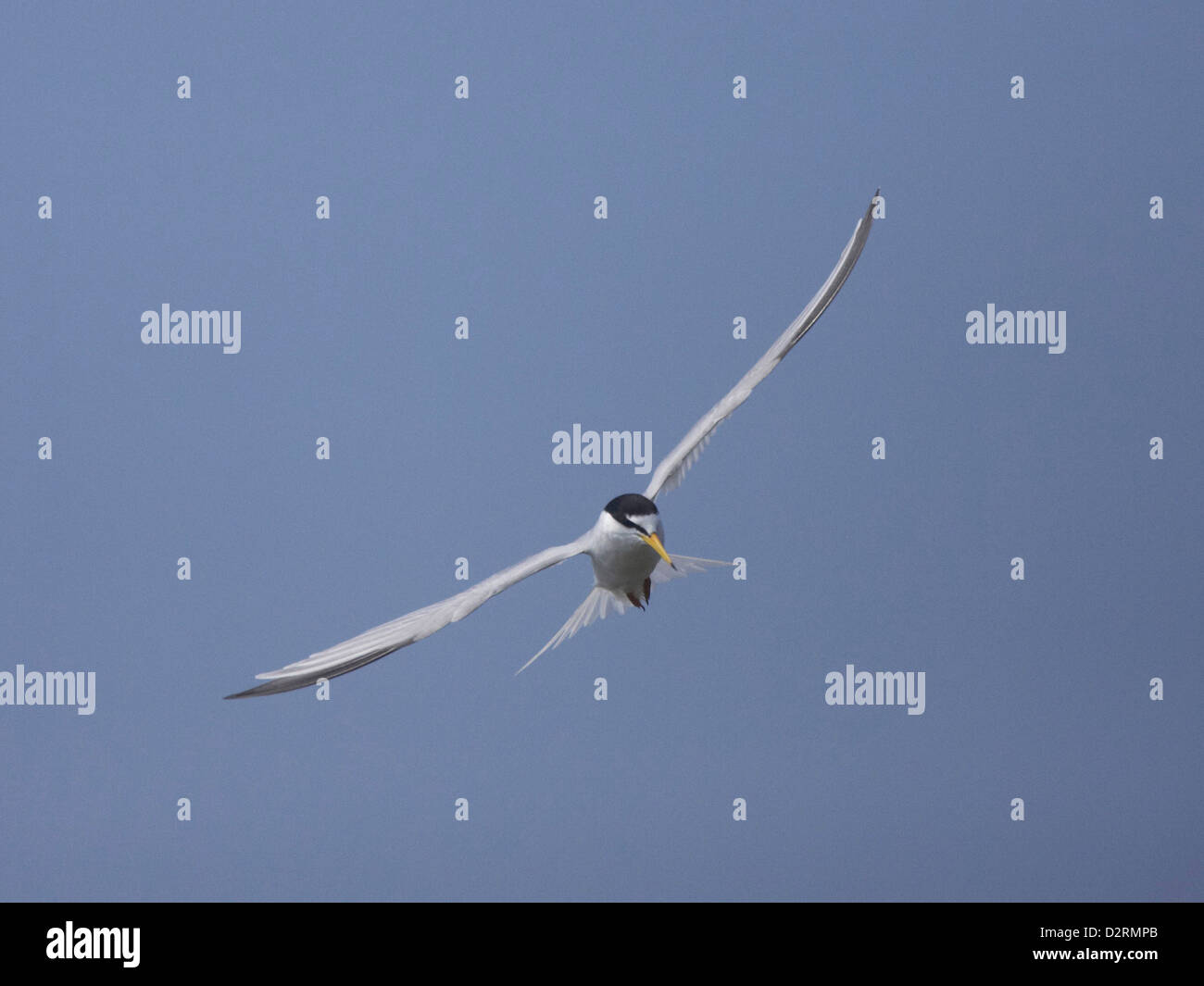 Little Tern in flight Stock Photo - Alamy