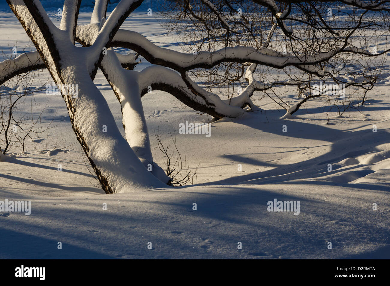 Trunks of trees covered by snow Stock Photo - Alamy