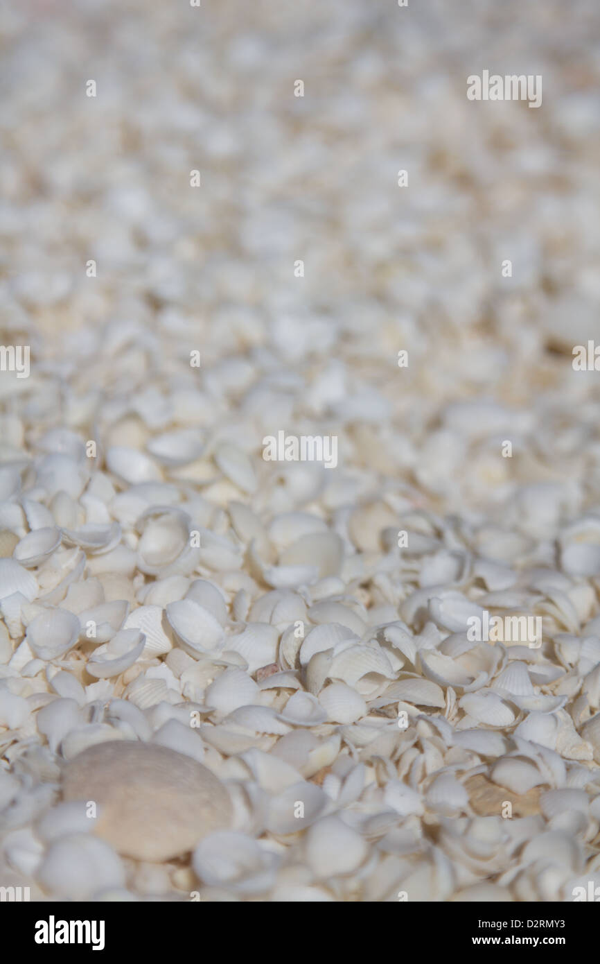 Shell Beach, Shark Bay, Western Australia Stock Photo - Alamy