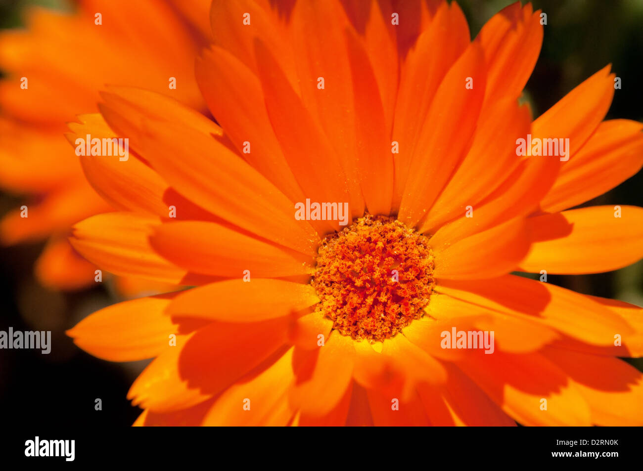 Orange Gerbera, Gerba Stock Photo - Alamy