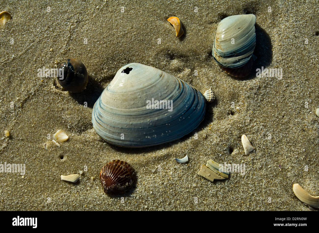 Sea shells at Island Beach State Park, New Jersey Stock Photo - Alamy