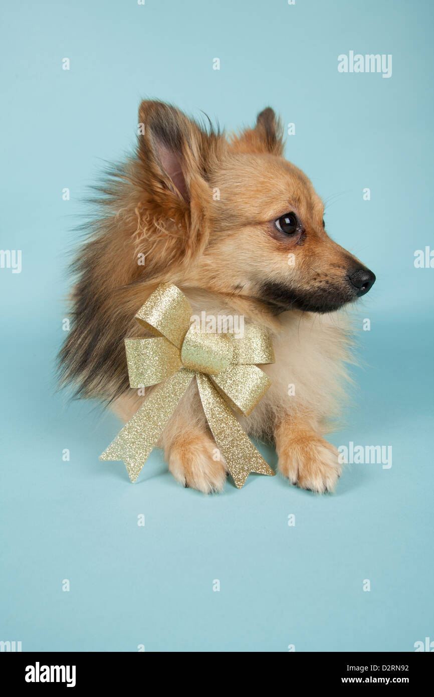 Spritzer dog on blue background Stock Photo - Alamy