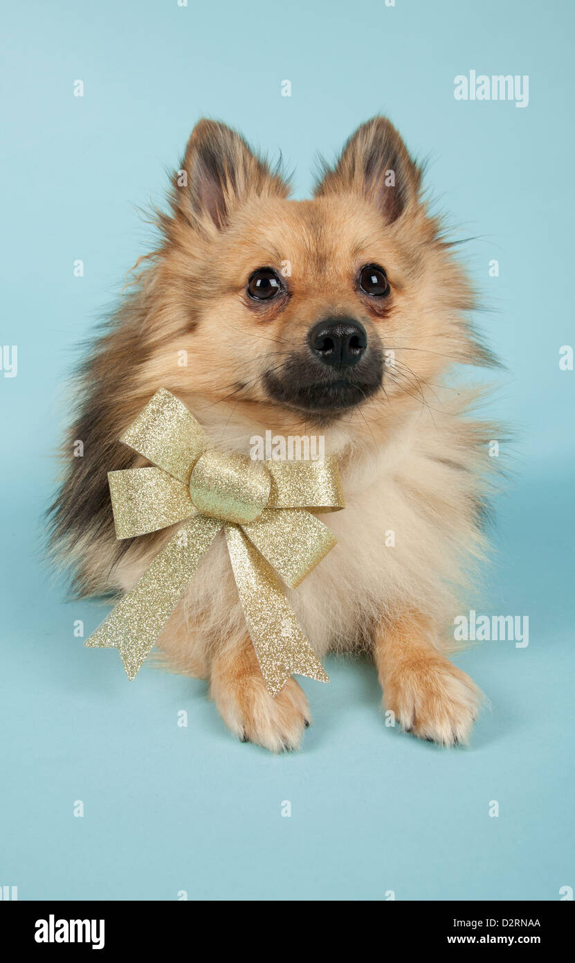 Spritzer dog on blue background Stock Photo - Alamy