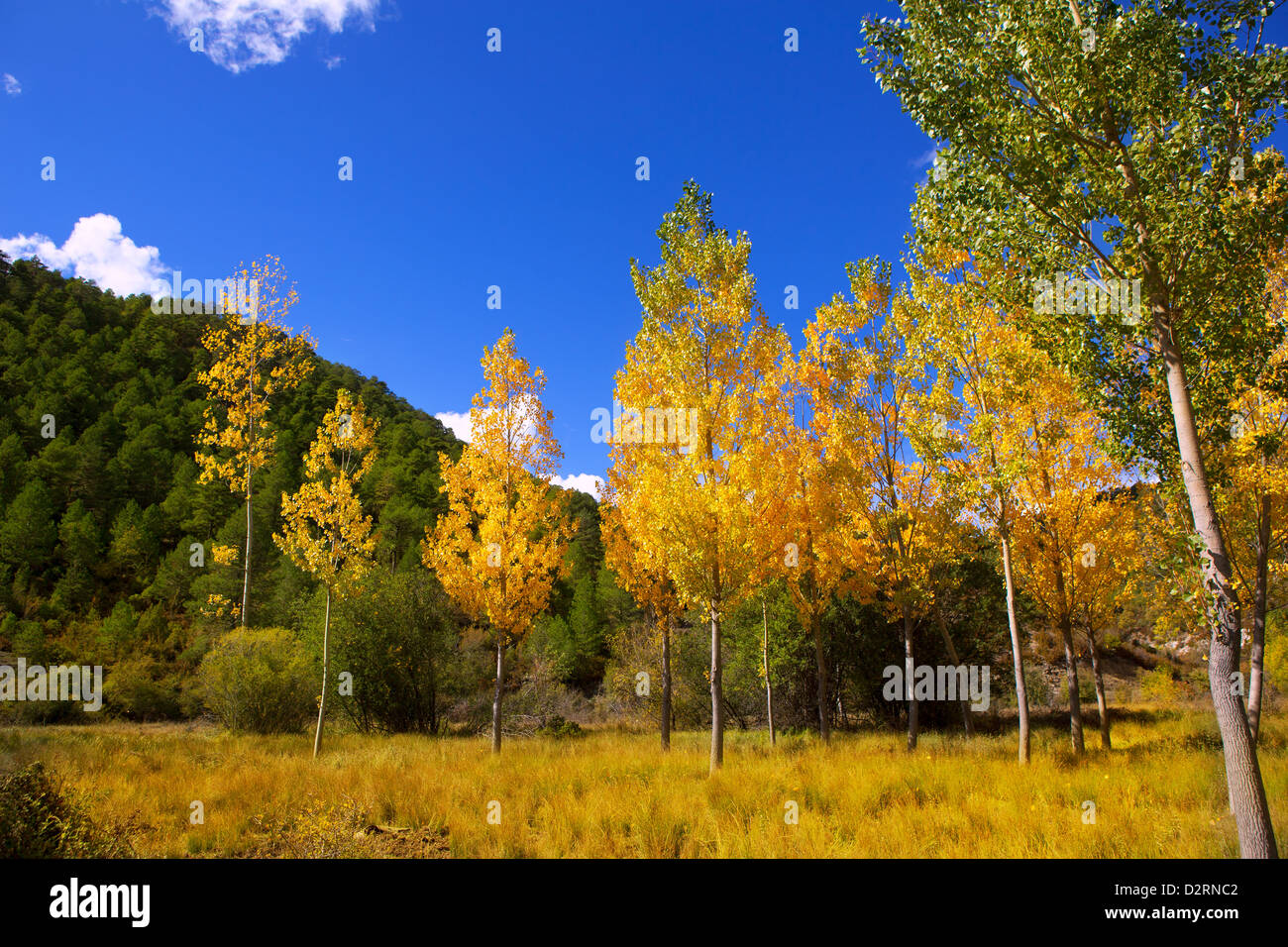 Autumn fall forest with yellow golden poplar trees outdoor nature and ...