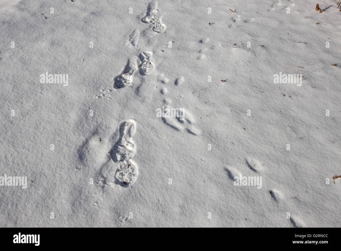 Rabbit tracks in snow hi-res stock photography and images - Alamy