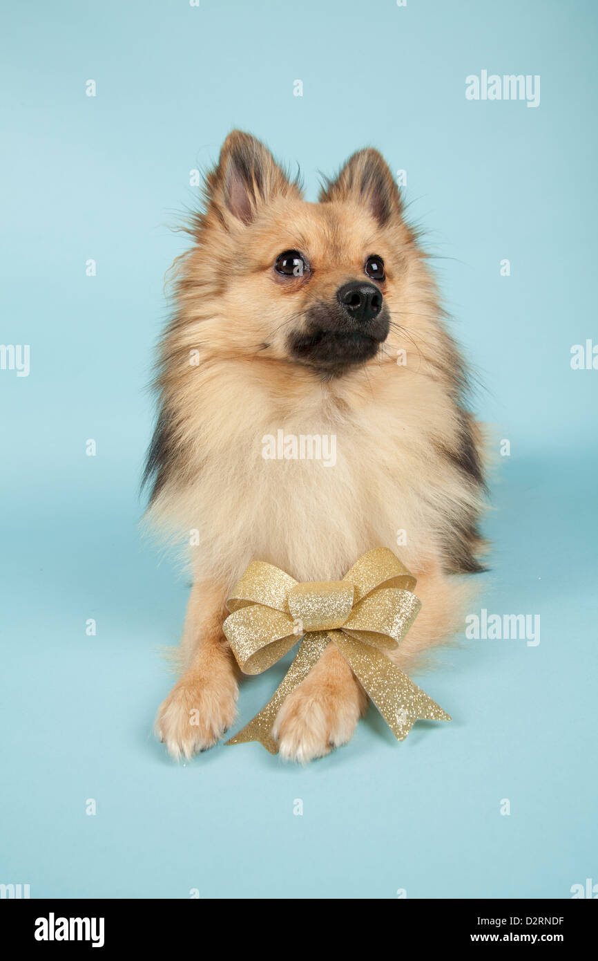 Spritzer dog on blue background Stock Photo - Alamy