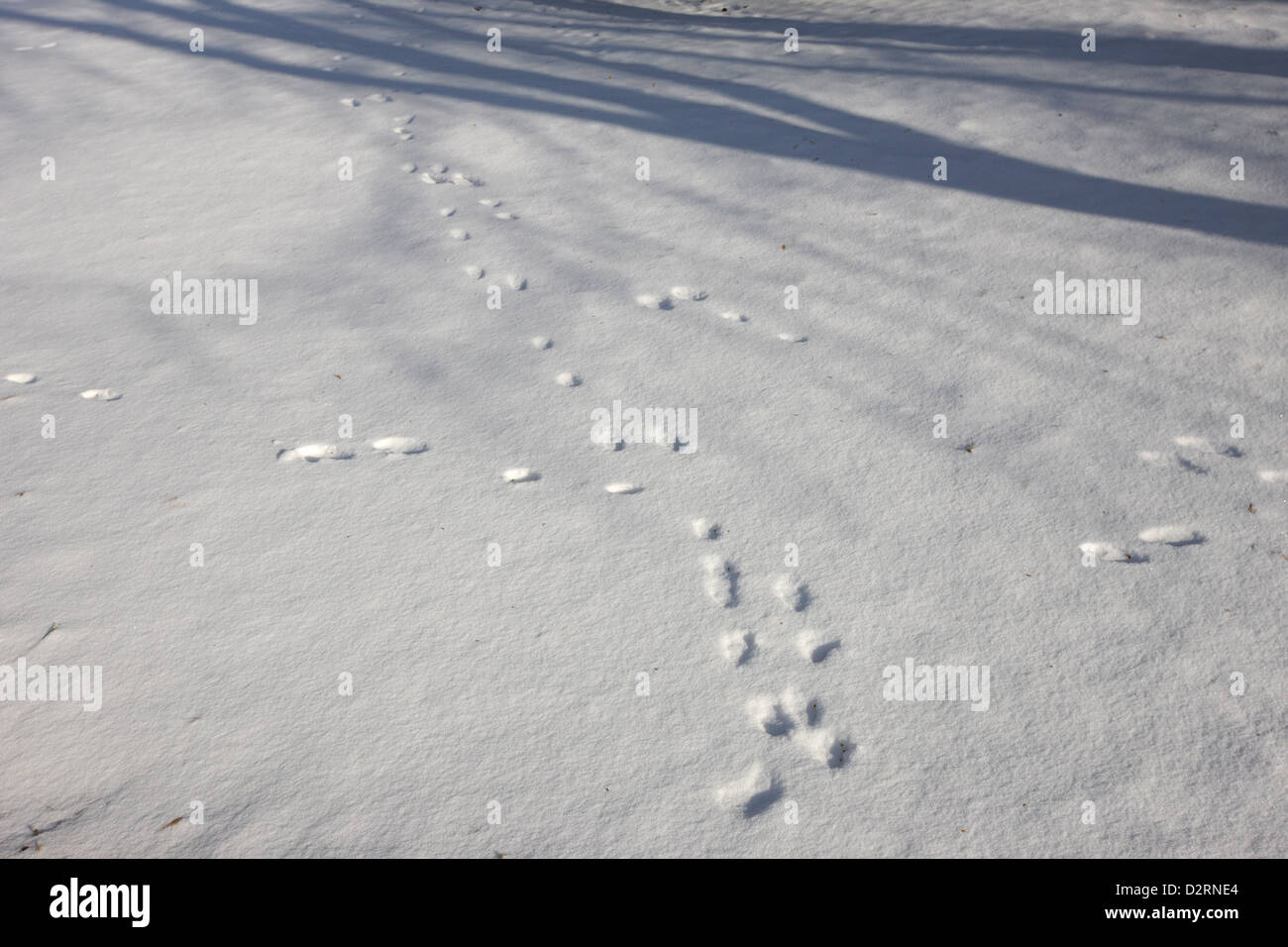 Rabbit tracks in snow hi-res stock photography and images - Alamy