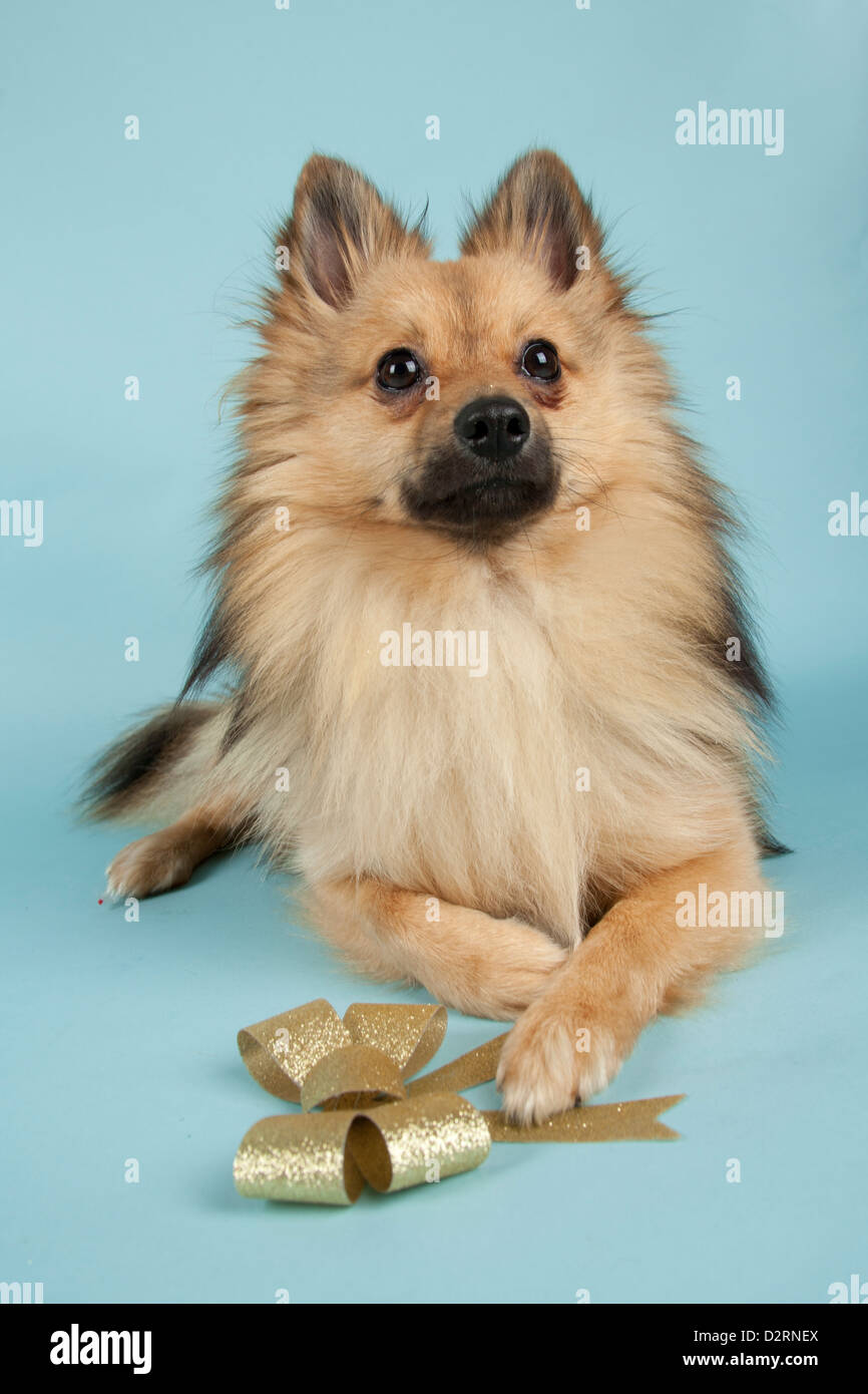 Dog with bow hi-res stock photography and images - Alamy