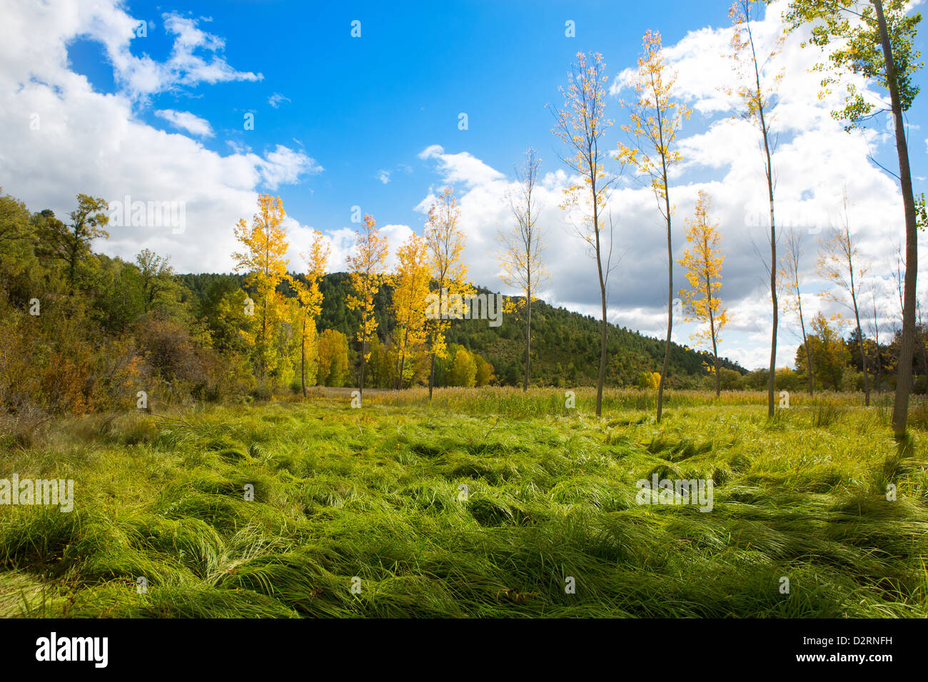 Autumn fall forest with yellow golden poplar trees outdoor nature and ...