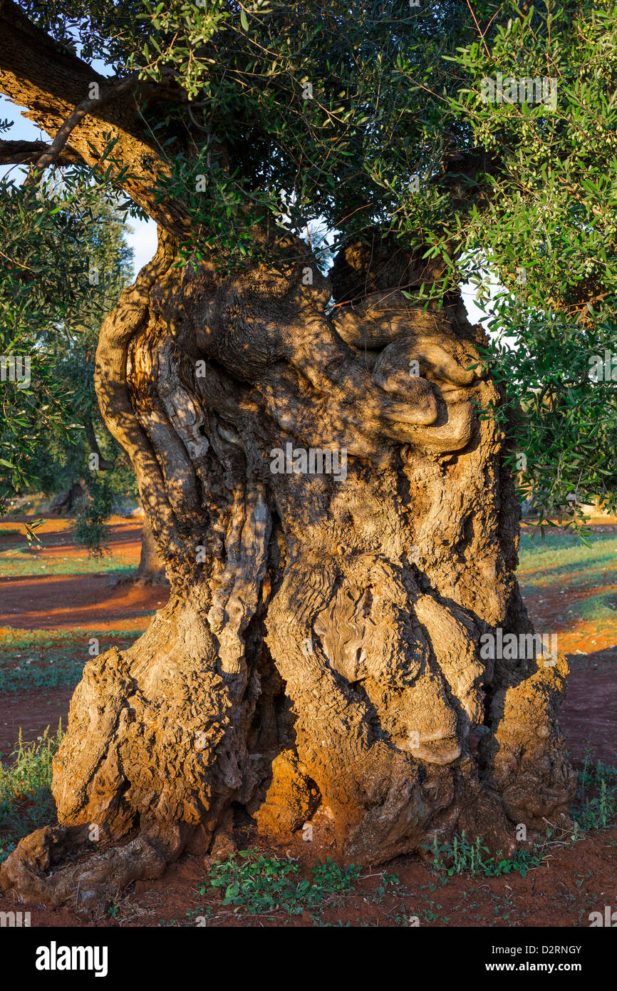 Old olive tree in Puglia, Apulia, Italy Stock Photo - Alamy