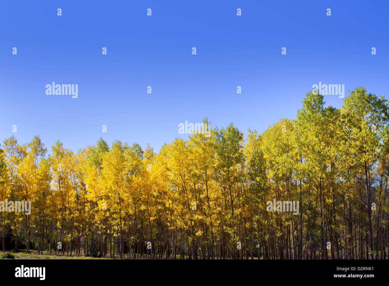 Young forest poplar trees hi-res stock photography and images - Alamy