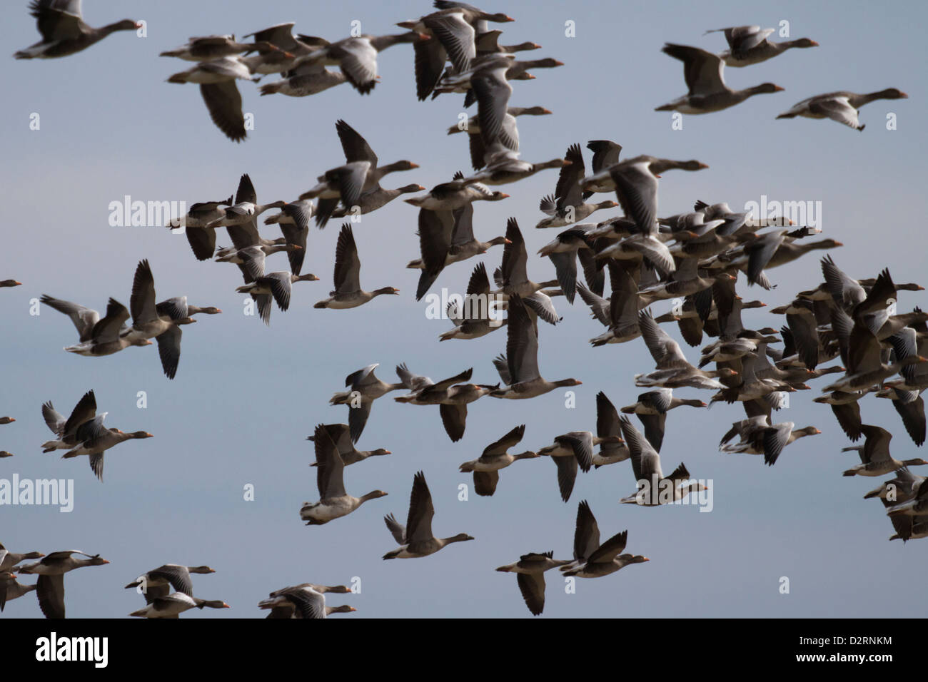 Flock of Geese Stock Photo - Alamy