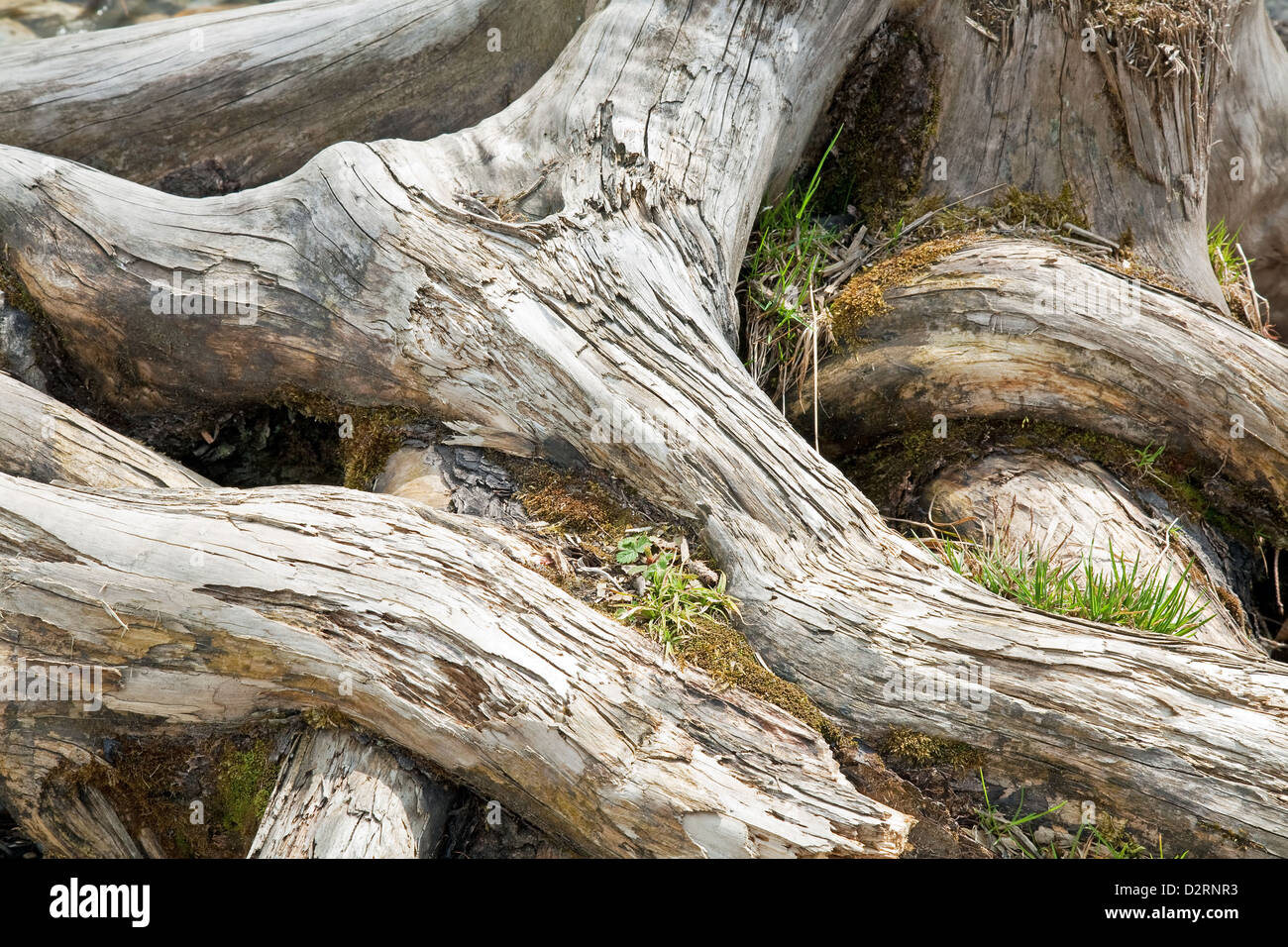 root of the old tree Stock Photo - Alamy