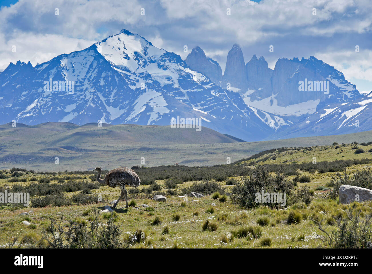 Ñandu (Darwin's or lesser rhea) in front of the Paine Massif and Los ...