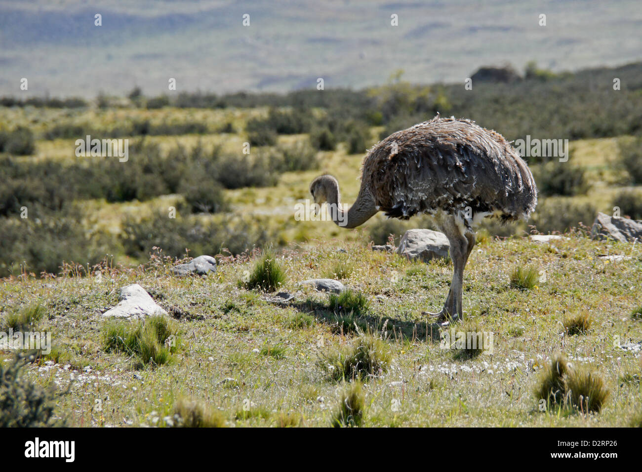 Ñandu (Darwin's or lesser rhea) feeding, Torres del Paine National Park ...
