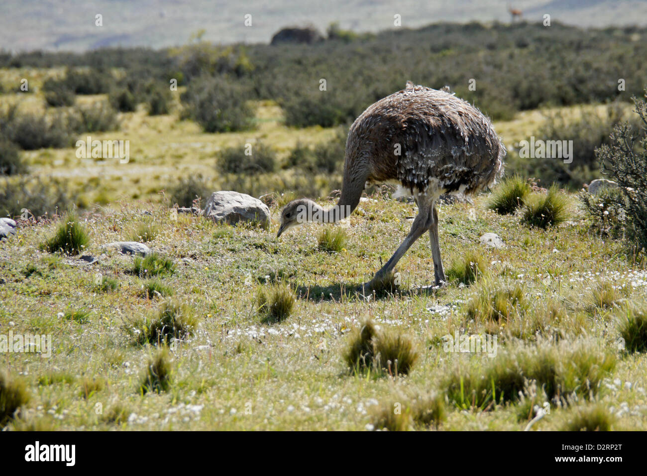 Lesser rhea hi-res stock photography and images - Alamy