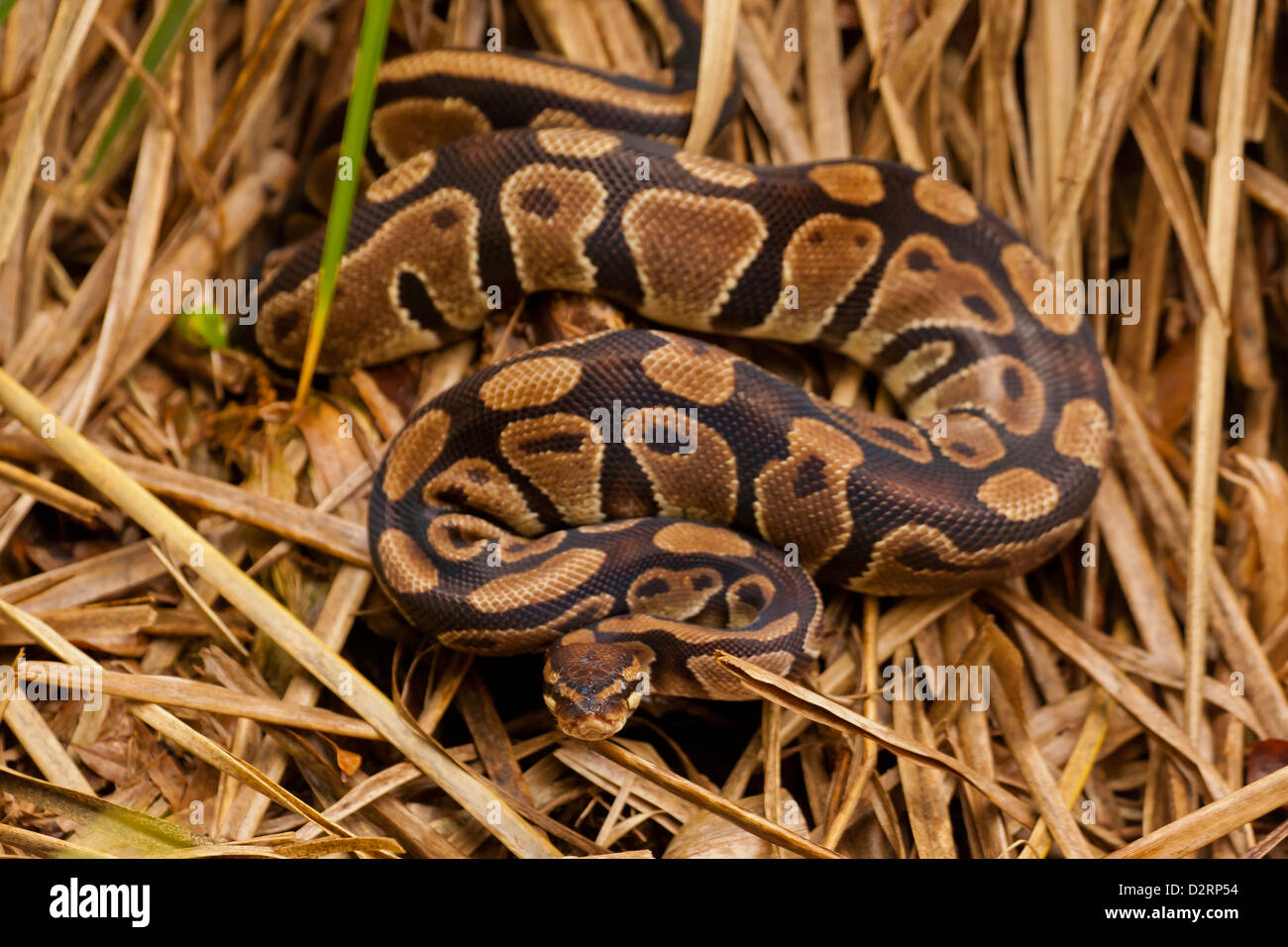USA, North Carolina. Ball python in dried grass. Credit as: Cathy ...
