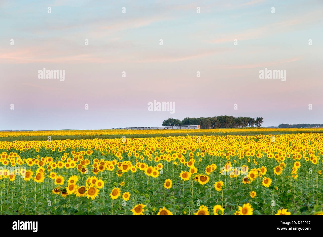 AMTRAK Train passes by field of sunflowers in Michigan, North Dakota ...