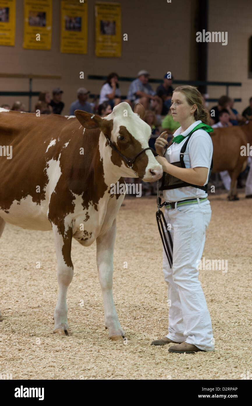 Young girl showing cow at the Maryland State Fair Dairy Show Stock ...