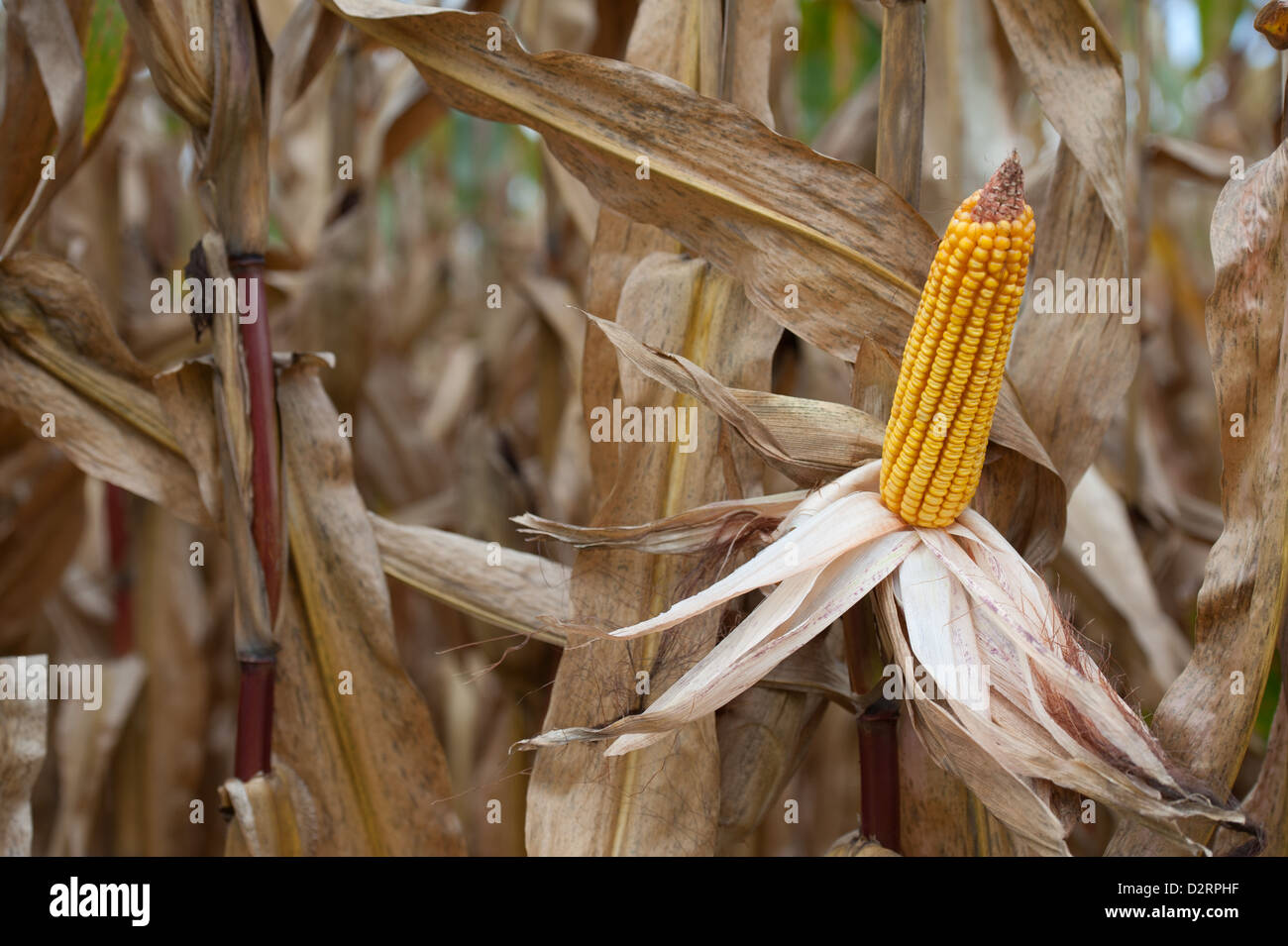 Dead Corn Field High Resolution Stock Photography and Images - Alamy