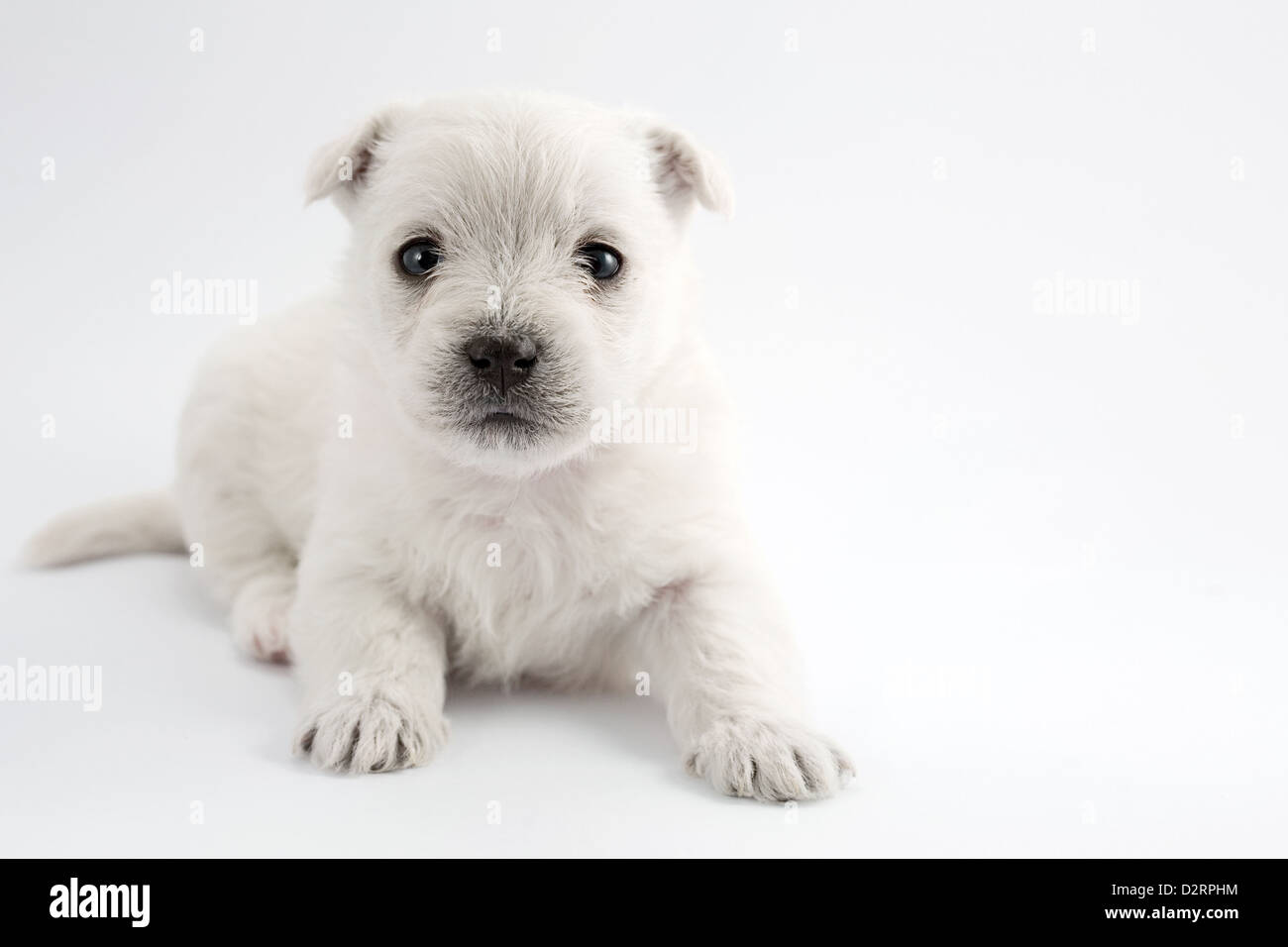 Adorable puppy over white background Stock Photo - Alamy