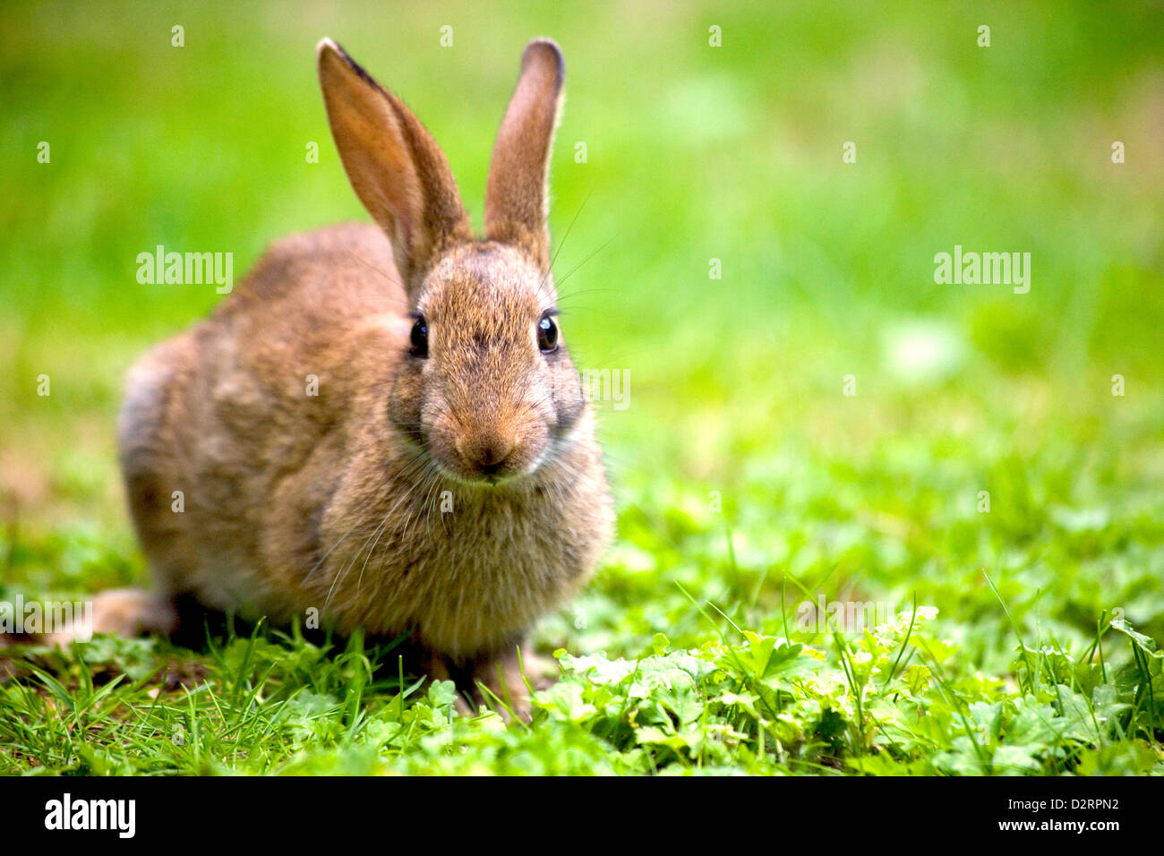 Rabbit hunting hi-res stock photography and images - Alamy