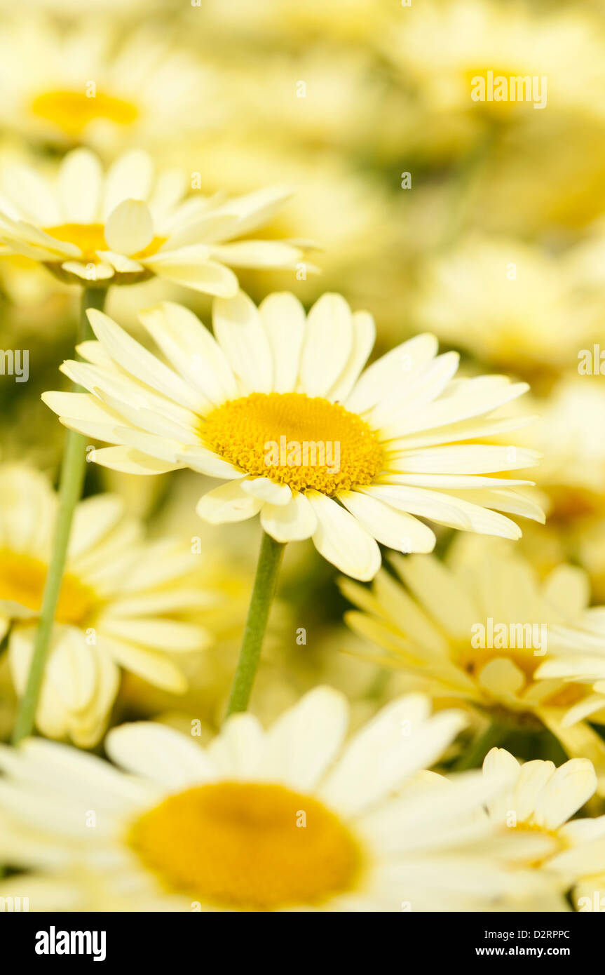 Argyranthemum frutescens 'Butterfly', Daisy, Marguerite daisy, Yellow ...