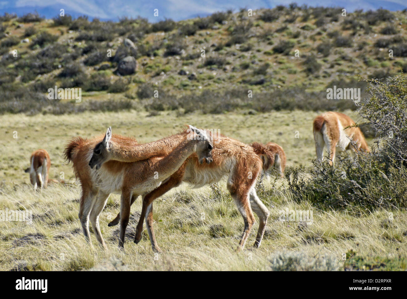 Animals Fighting Territory High Resolution Stock Photography and Images ...