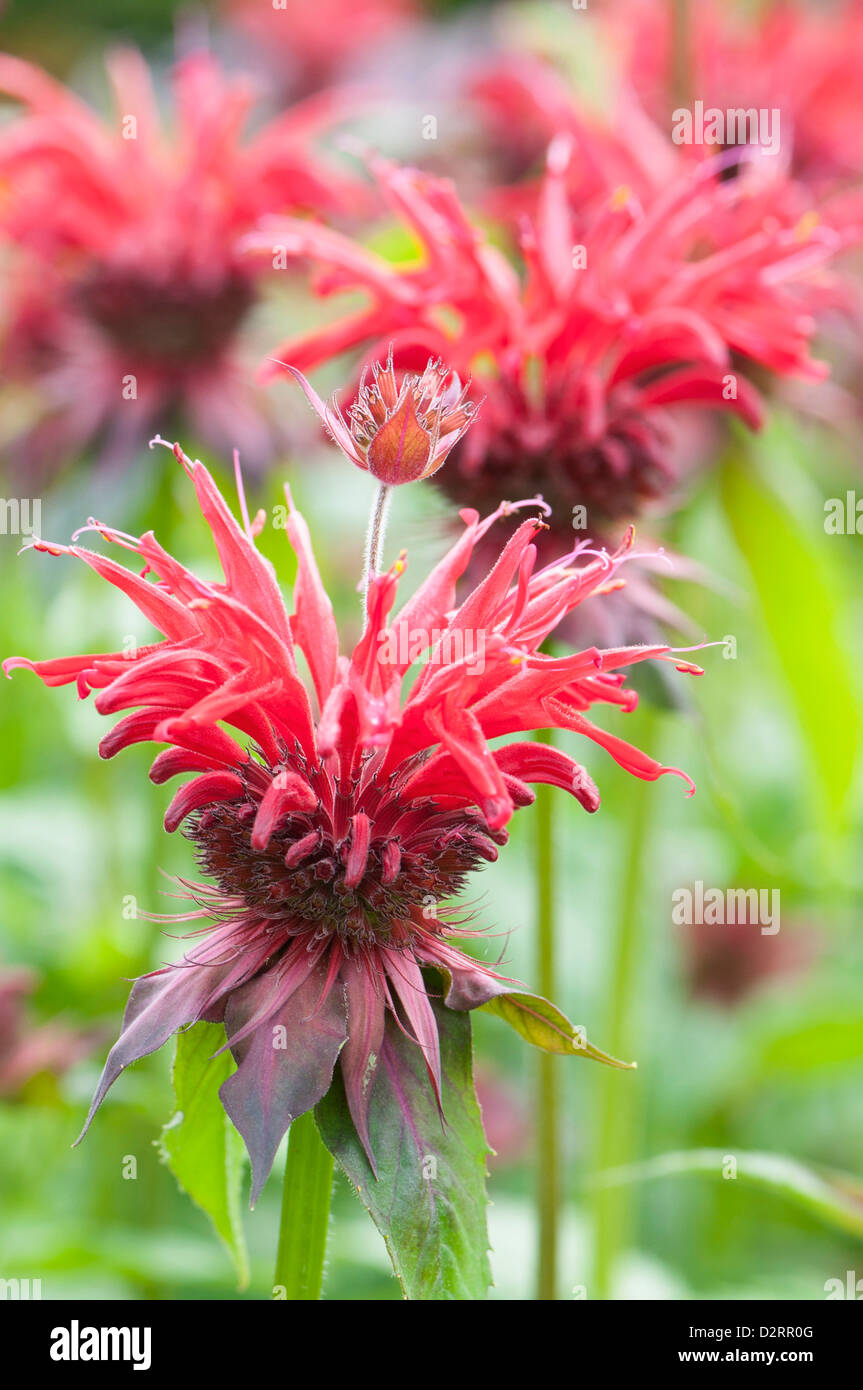 Monarda 'Gardenview Scarlet', Bergamot, Monarda, Red subject Stock ...