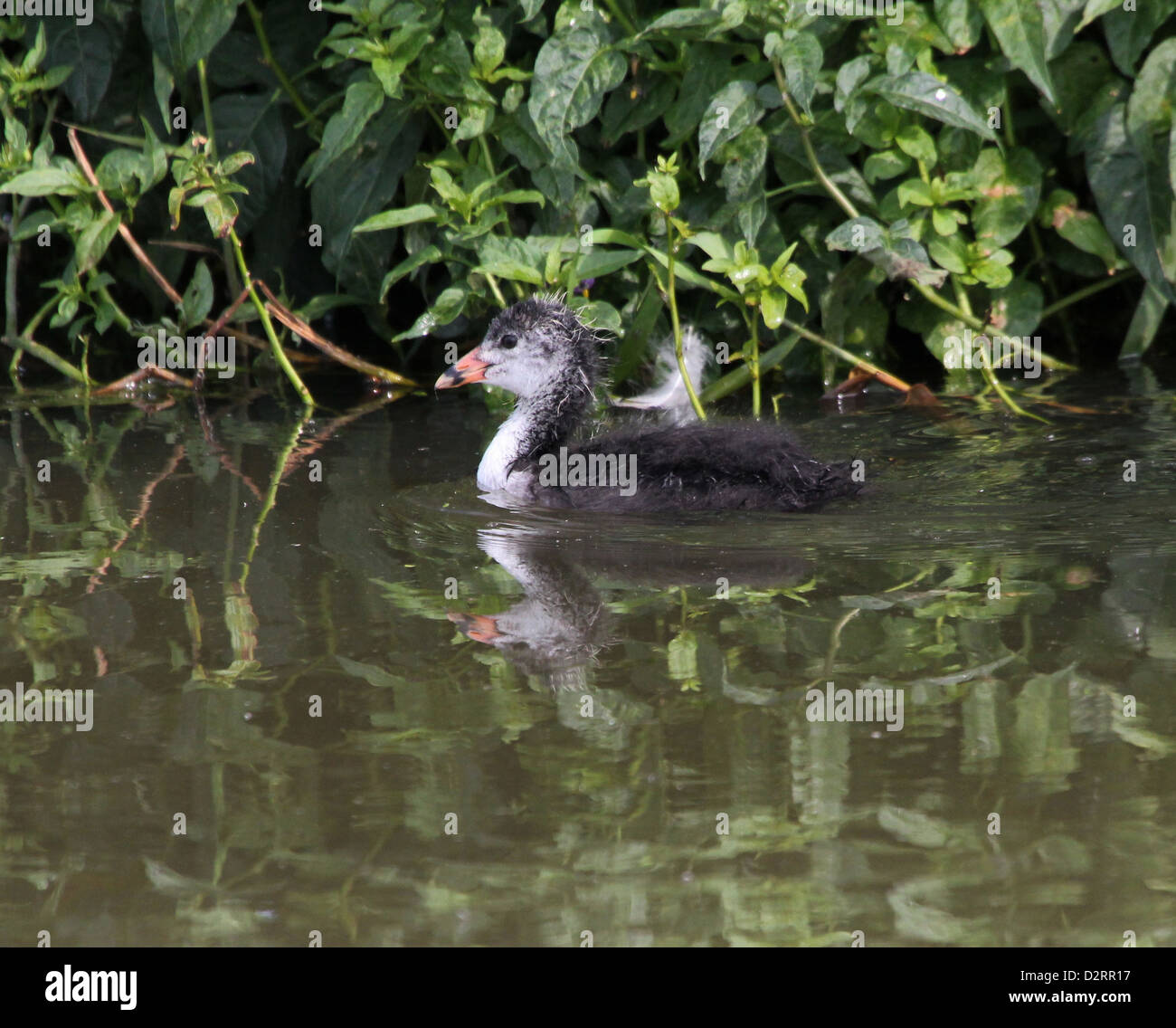 Young juvenile Common Moorhen (Gallinula chloropus) swimming Stock ...