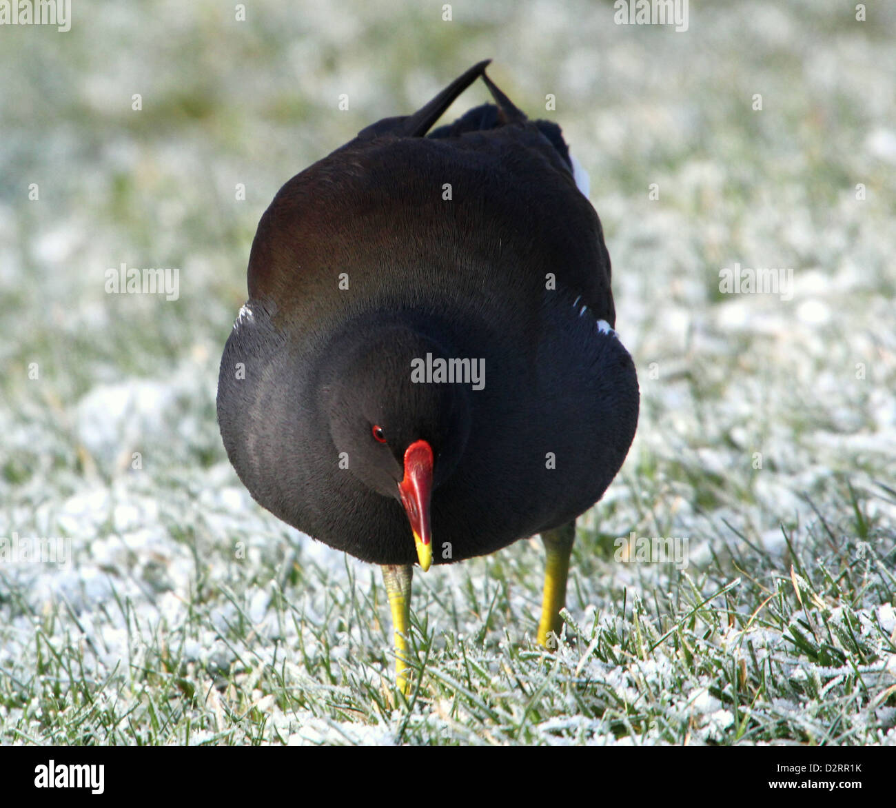 Mature Common Moorhen (Gallinula chloropus) walking and foraging for ...