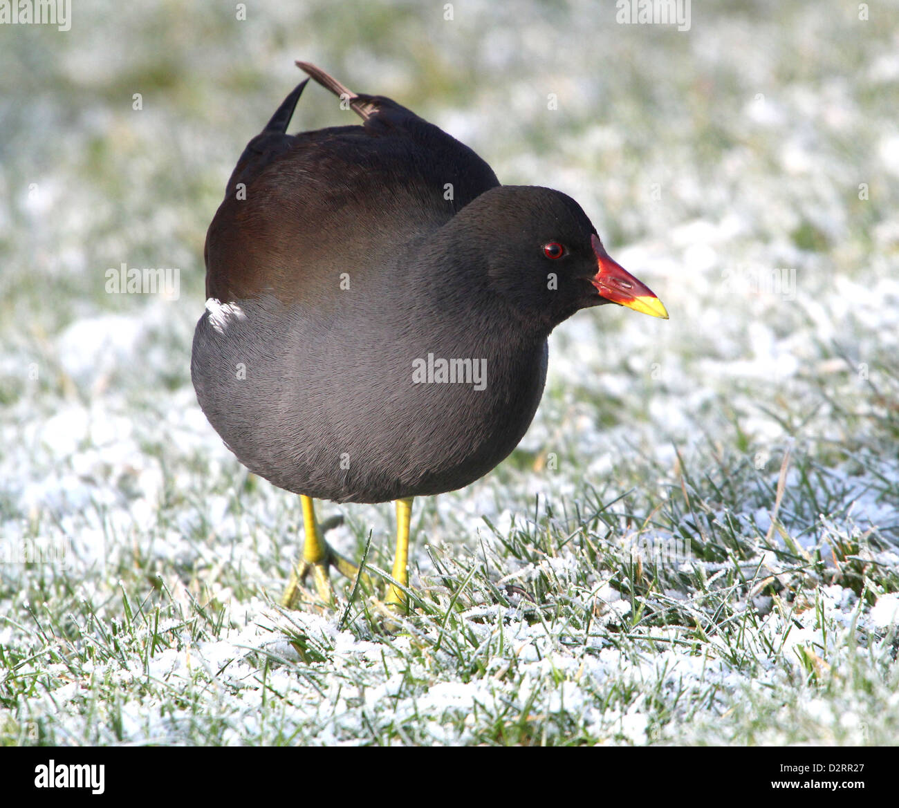 Mature Common Moorhen (Gallinula chloropus) walking and foraging for ...