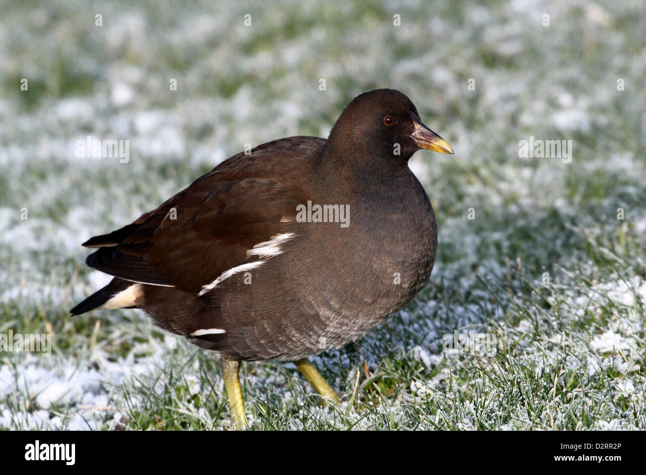 Juvenile common moorhen gallinula chloropus hi-res stock photography ...
