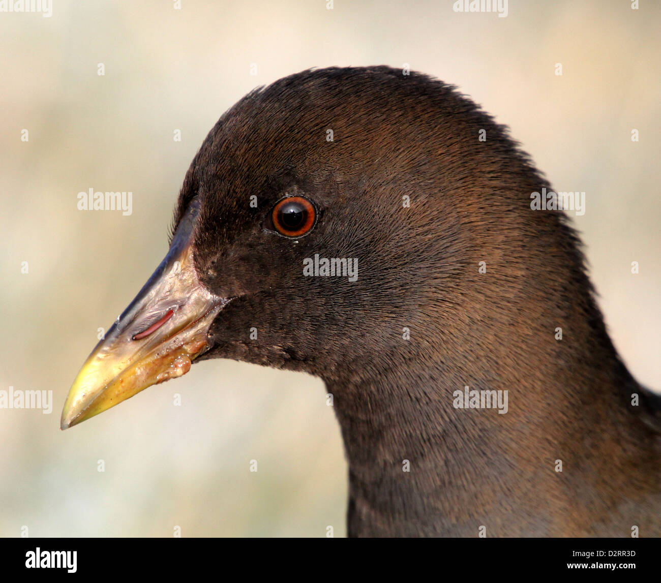 Extremely detailed close-up of the head and upper body of a juvenile ...
