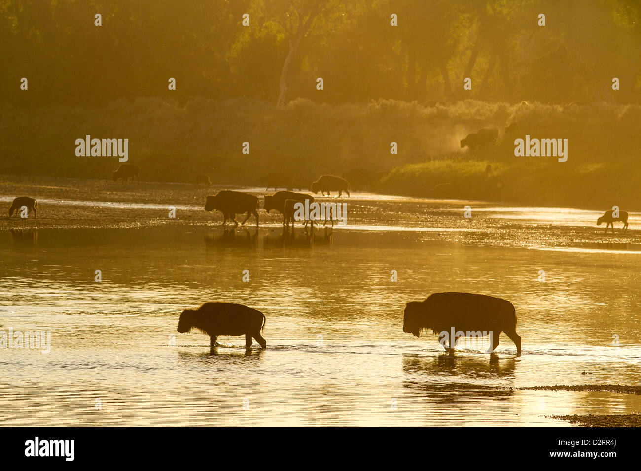 Little missouri river wildlife hi-res stock photography and images - Alamy