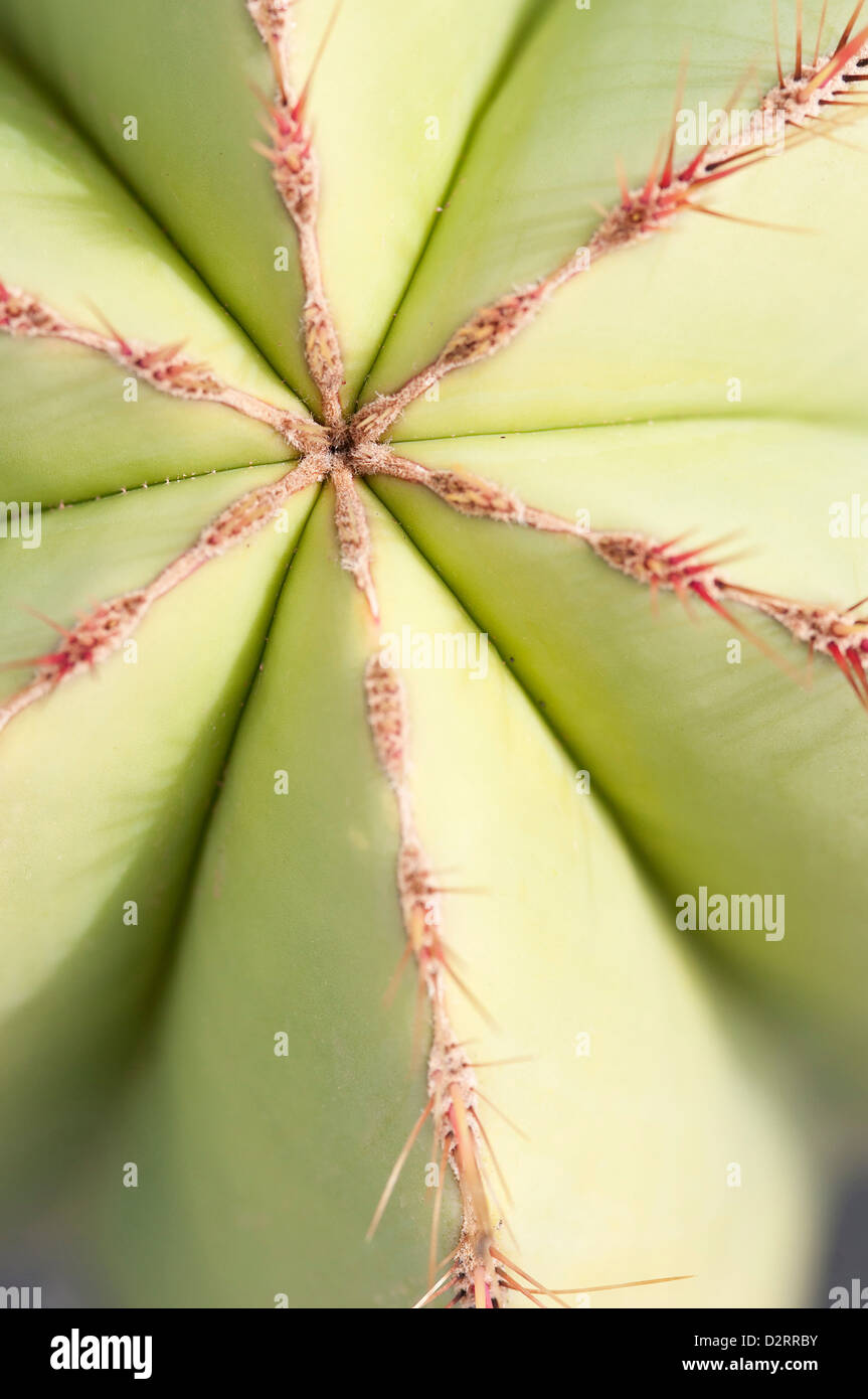 Magnified Cactus High Resolution Stock Photography and Images - Alamy