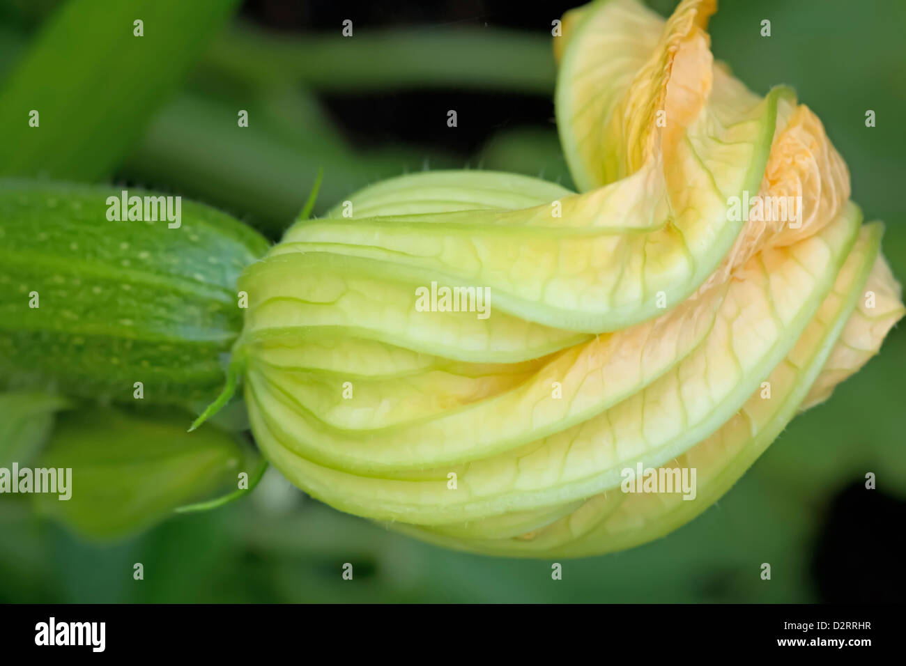 Cucurbita pepo, Courgette, Green subject, Green background Stock Photo ...