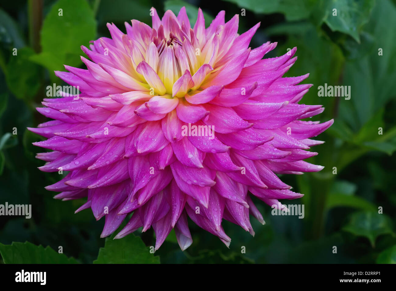 Dahlia pink jupiter hi-res stock photography and images - Alamy